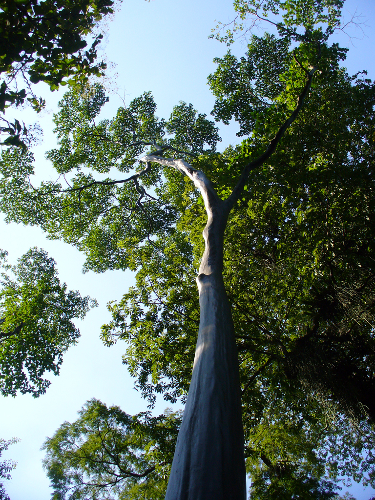 (Flora Singapore List C) · iNaturalist