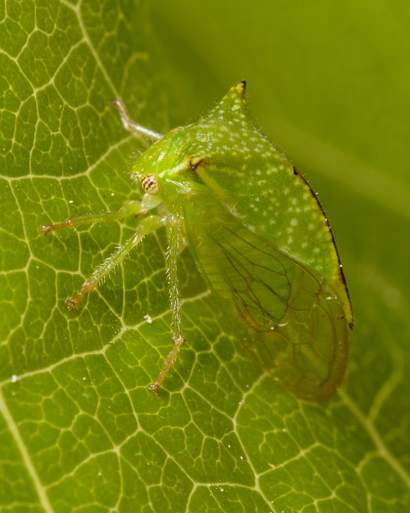 Stictocephala taurina from Upper Whirlpool Trails, Niagara River ...