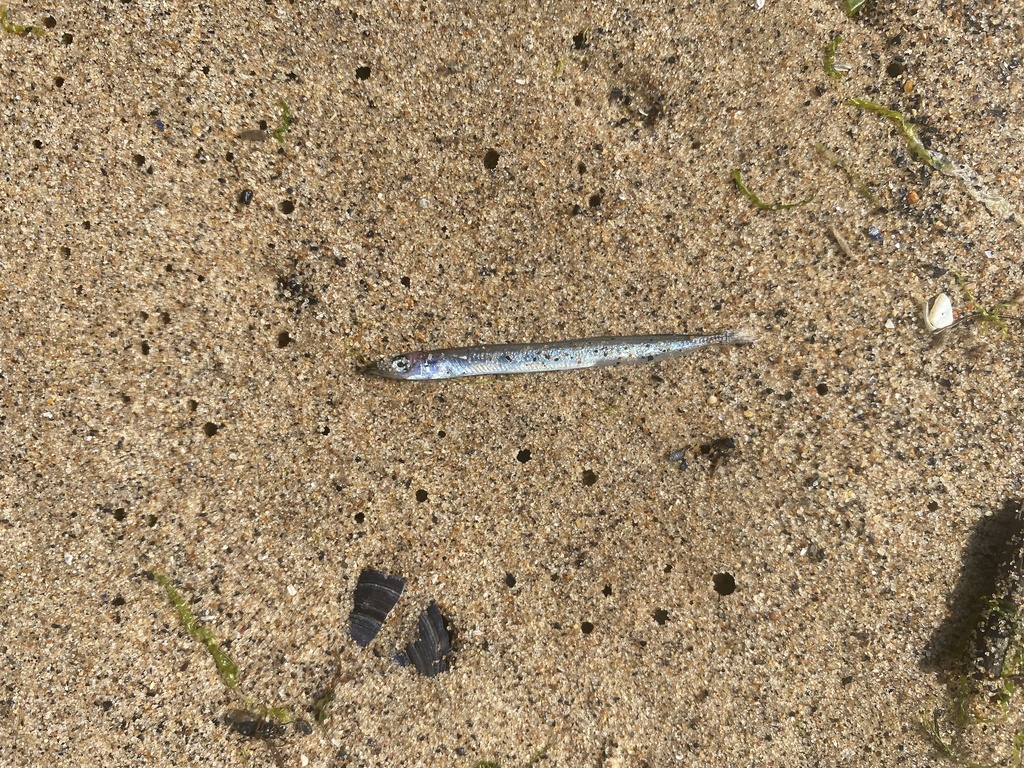 Lesser Sand Lance from North Atlantic Ocean, Hartlepool, England, GB on ...