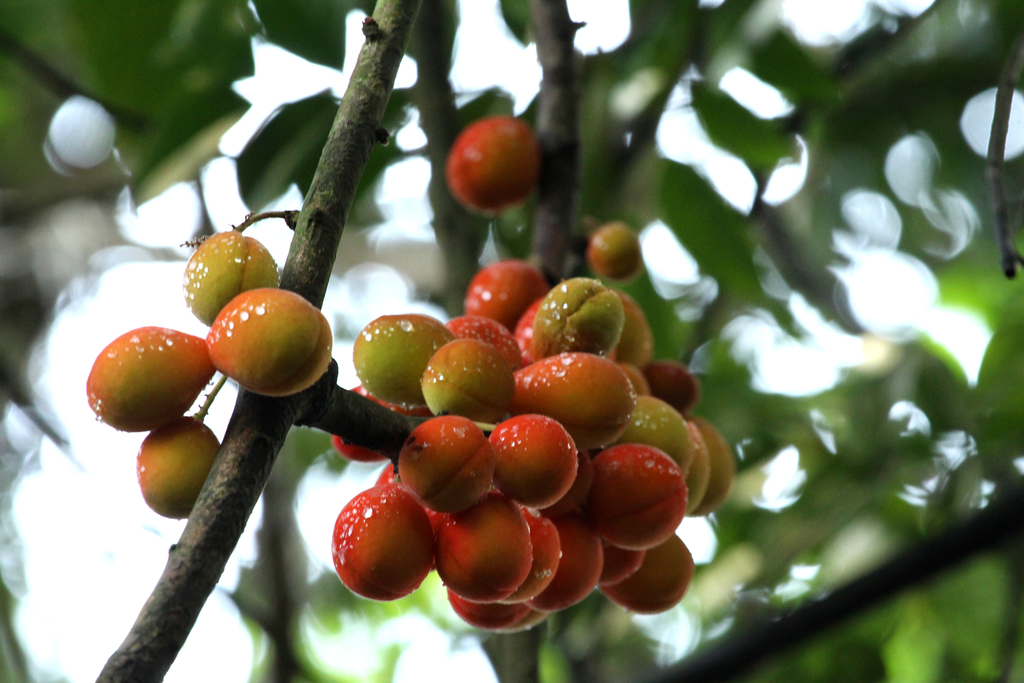 (Flora Singapore List C) · iNaturalist