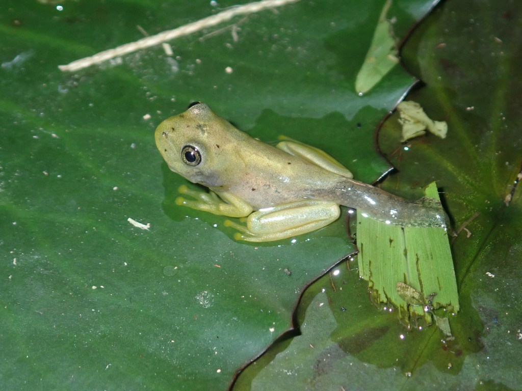 Banana Tree Dwelling Frog from Tunapuna/Piarco Regional Corporation ...