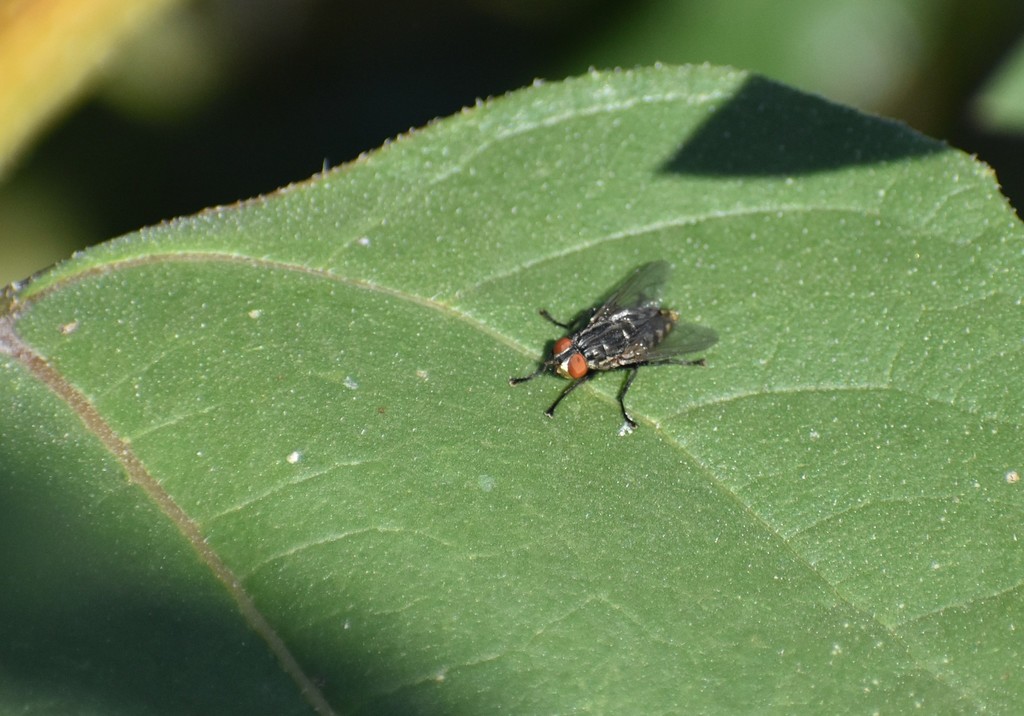 Calyptrate Flies from Meoqui, Chih., México on July 19, 2021 at 09:01 ...