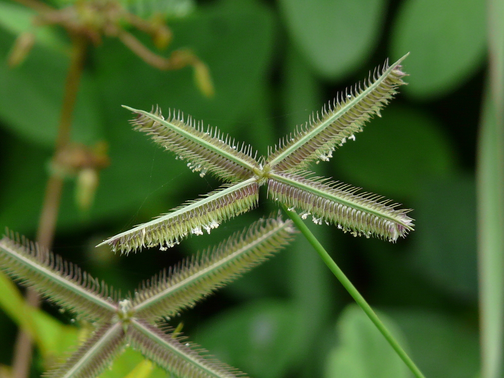 crowsfoot grass (Flora Singapore List D) · iNaturalist