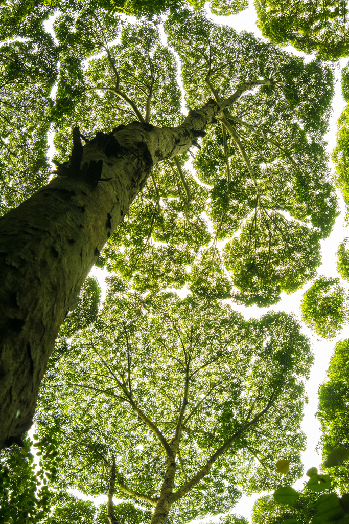 (Dryobalanops) - Botanical Realm