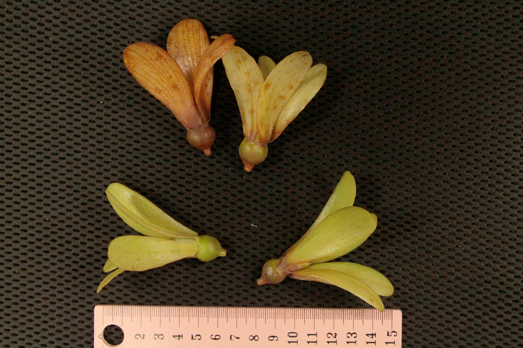 iNaturalist website is down