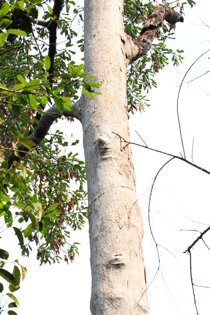 Dipterocarpus grandiflorus (Flora Singapore List D) · iNaturalist