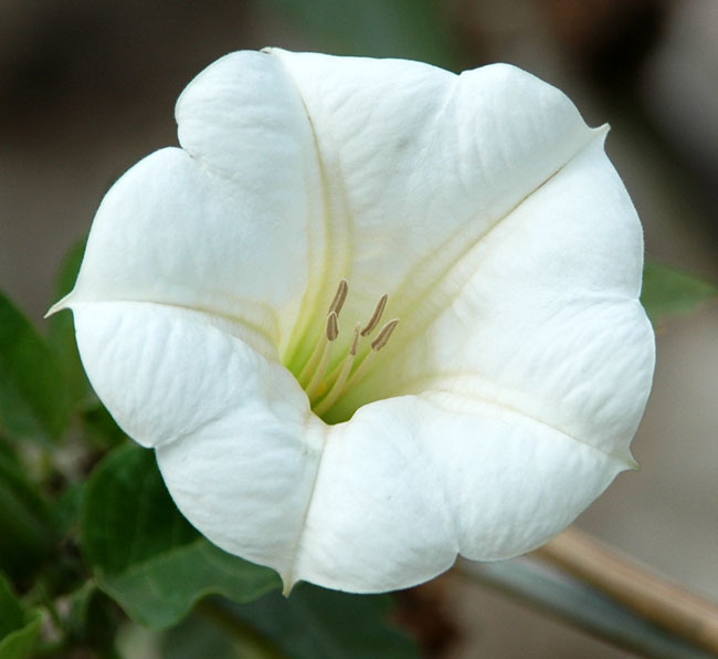 horn of plenty (Flora Singapore List D) · iNaturalist