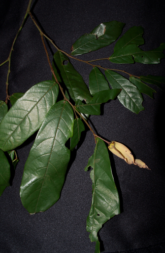 Dasymaschalon dasymaschalum · iNaturalist