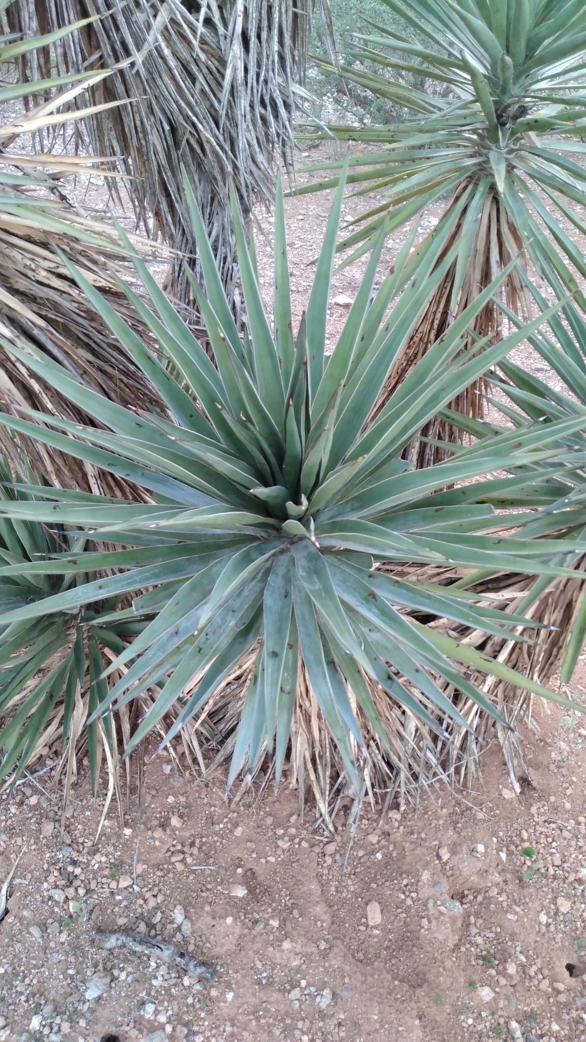 Yucca capensis L.W.Lenz