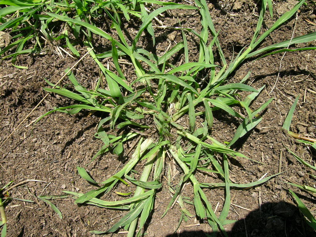 barnyardgrass (Flora Singapore List E) · iNaturalist