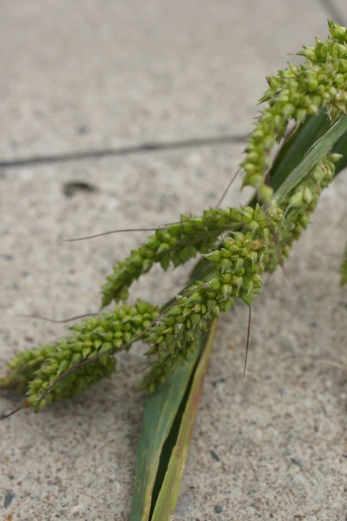 barnyardgrass (Flora Singapore List E) · iNaturalist