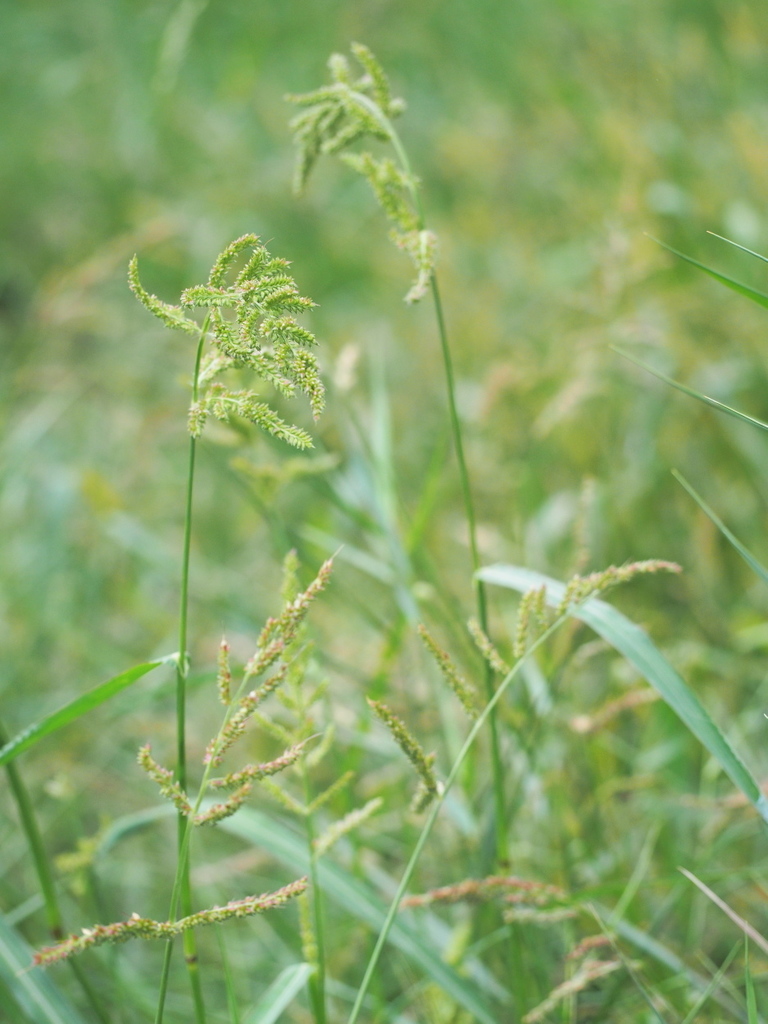 barnyardgrass (Flora Singapore List E) · iNaturalist