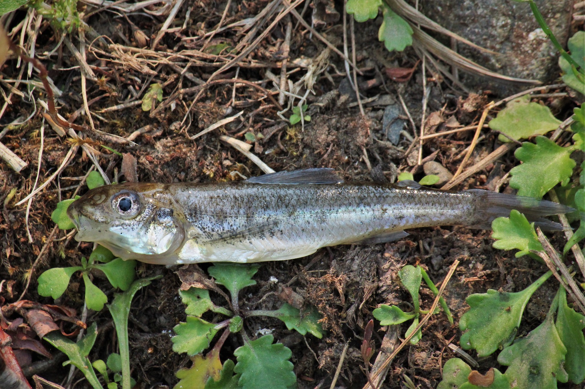 Percopsidae