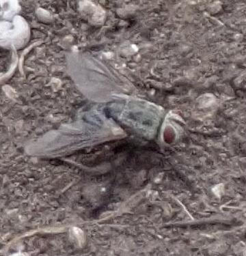 Microphthalma europaea in July 2021 by Albert Cardona · iNaturalist