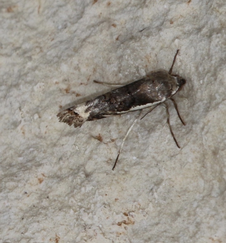 Narrow-winged Midget Moth (Butterflies and Moths of El Paso County and ...