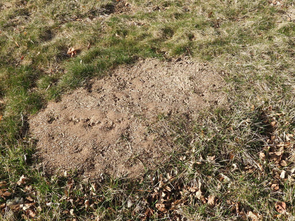 Prairie Mound Ant from Appleton, WI, USA on April 05, 2021 at 04:52 PM ...