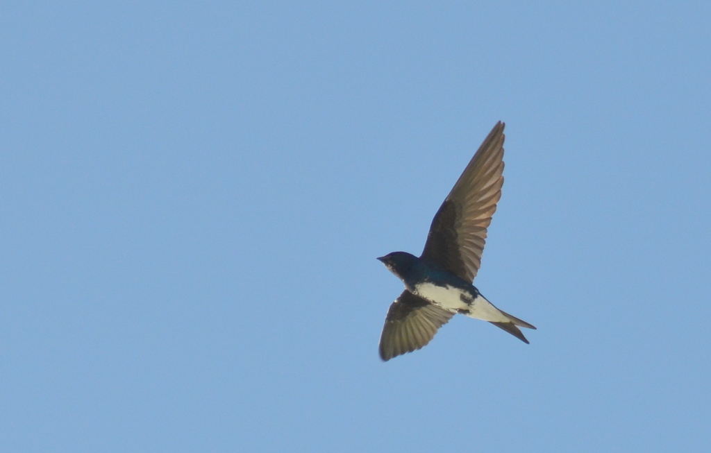 Caribbean Martin (Progne dominicensis) - Avian Discovery