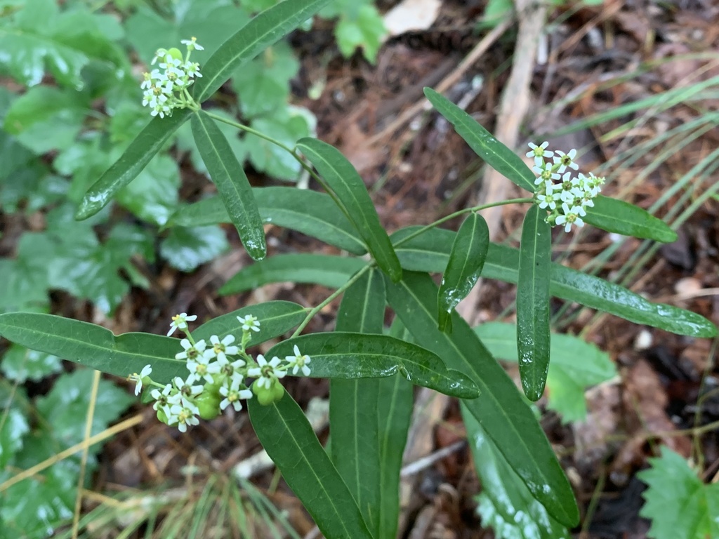 False Flowering Spurge from Long Creek Hwy, Mountain Rest, SC, US on ...