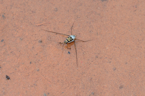 Trepobates knighti · iNaturalist