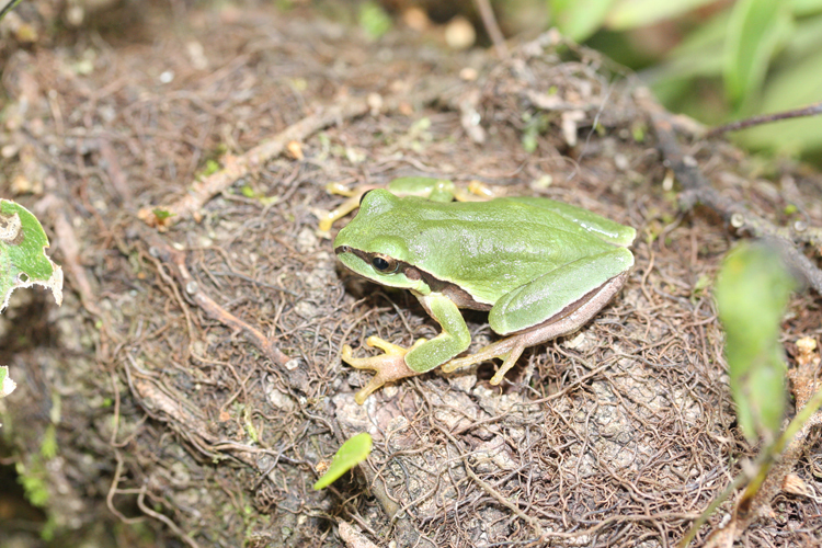 Southern Highland Tree Frog (Reptiles and Amphibians of Oaxaca, MX ...
