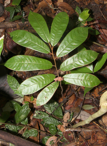 Fissistigma fulgens · iNaturalist