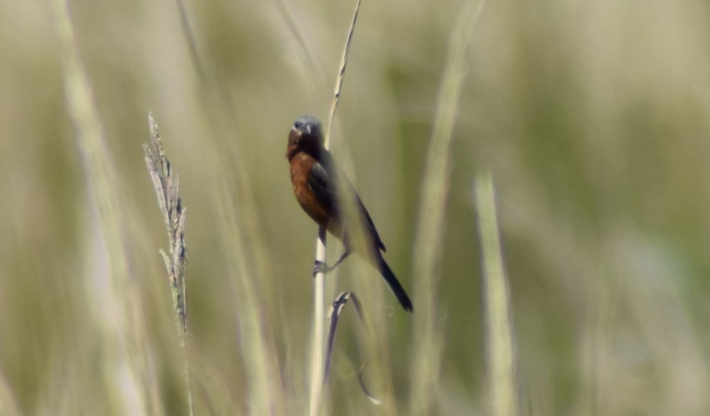Rufous-rumped Seedeater in December 2019 by Andrés Pautasso · iNaturalist
