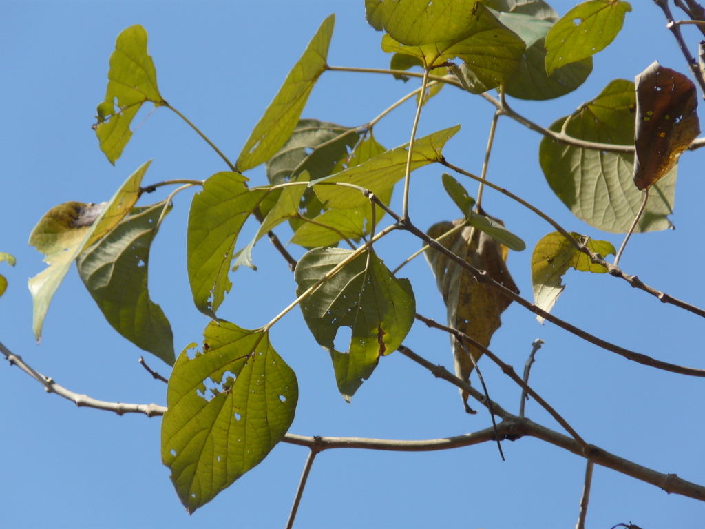 Gmelina arborea (Flora Singapore List G) · iNaturalist