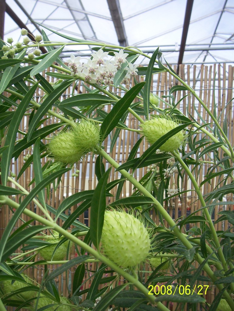 Swan Plant (Flora Singapore List G) · iNaturalist