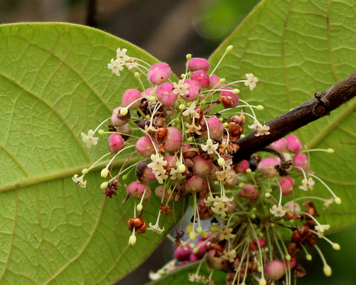 Glochidion superbum · iNaturalist