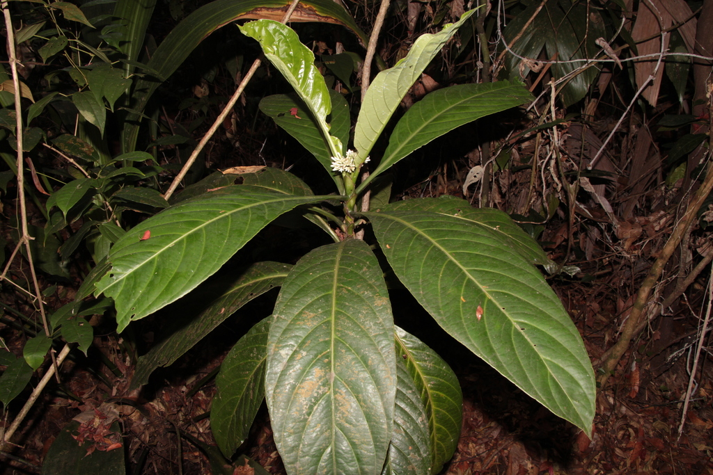 (Flora Singapore List G) · iNaturalist