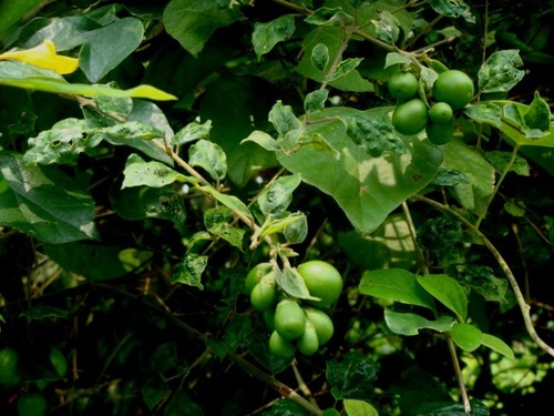 Gmelina elliptica · iNaturalist