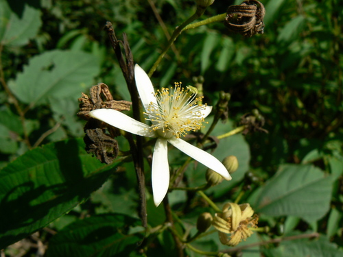 Grewia laevigata · iNaturalist United Kingdom