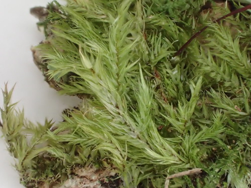 Isopterygium albescens · iNaturalist Ecuador