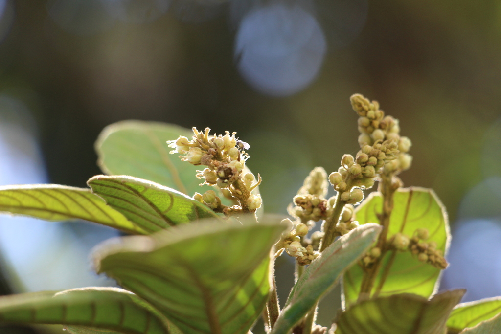 brunellia family (Brunelliaceae) - Botanical Realm