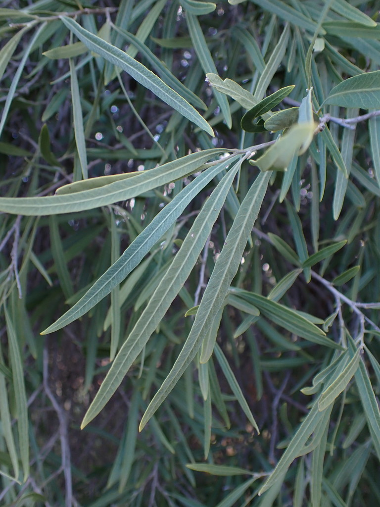 Cattle Bush from Gluepot SA 5417, Australia on July 04, 2021 at 03:01 ...