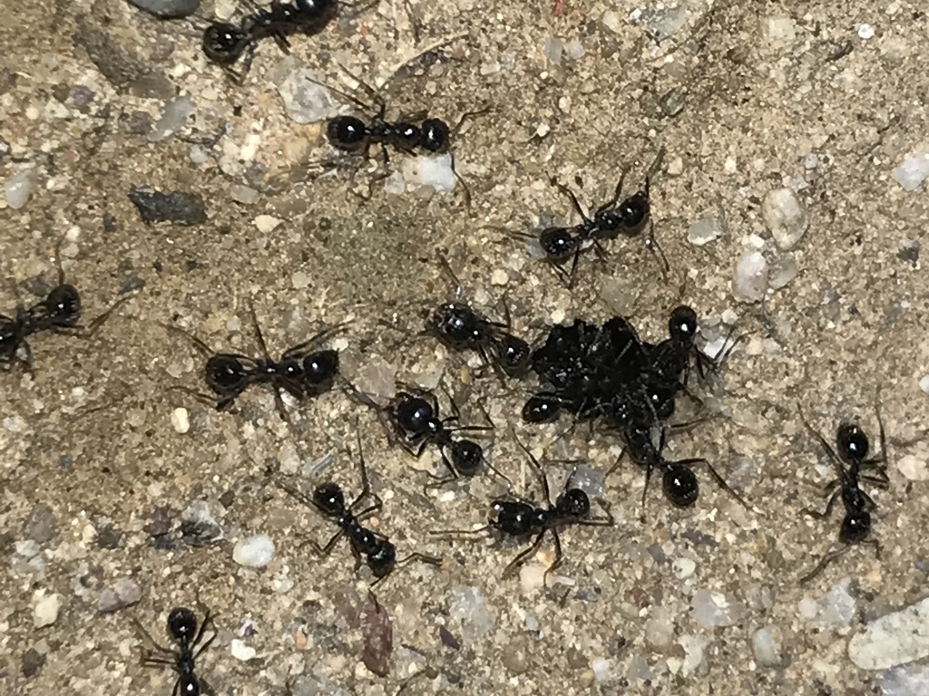 Black Harvester Ant from Marana, AZ, US on July 18, 2021 at 08:37 PM by ...
