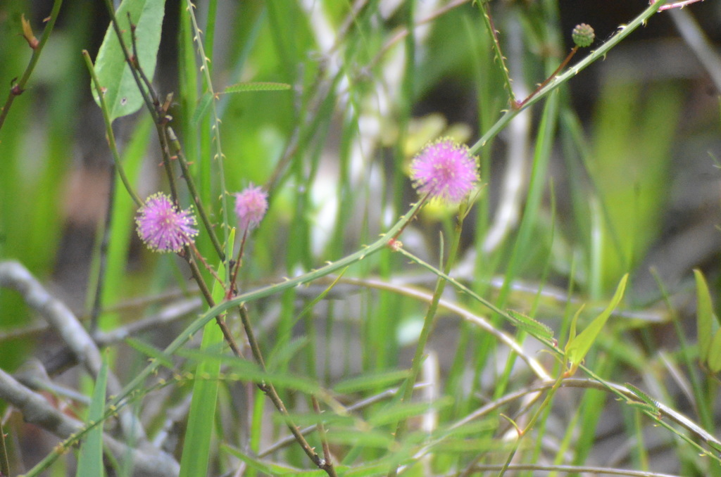 sensitive plants from Hilochee WMA Osprey Unit on March 25, 2018 by Tom ...
