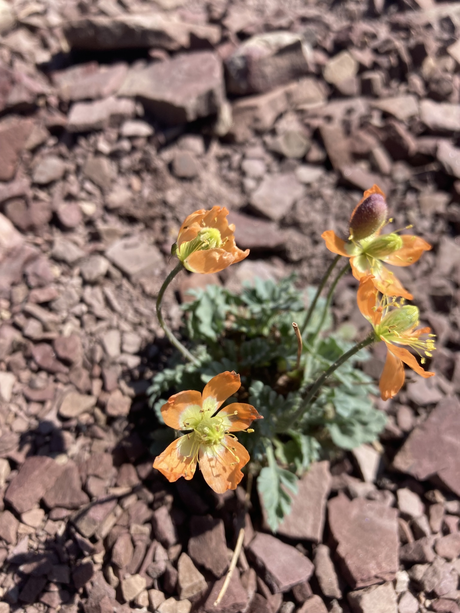 Papaver pygmaeum Rydb.