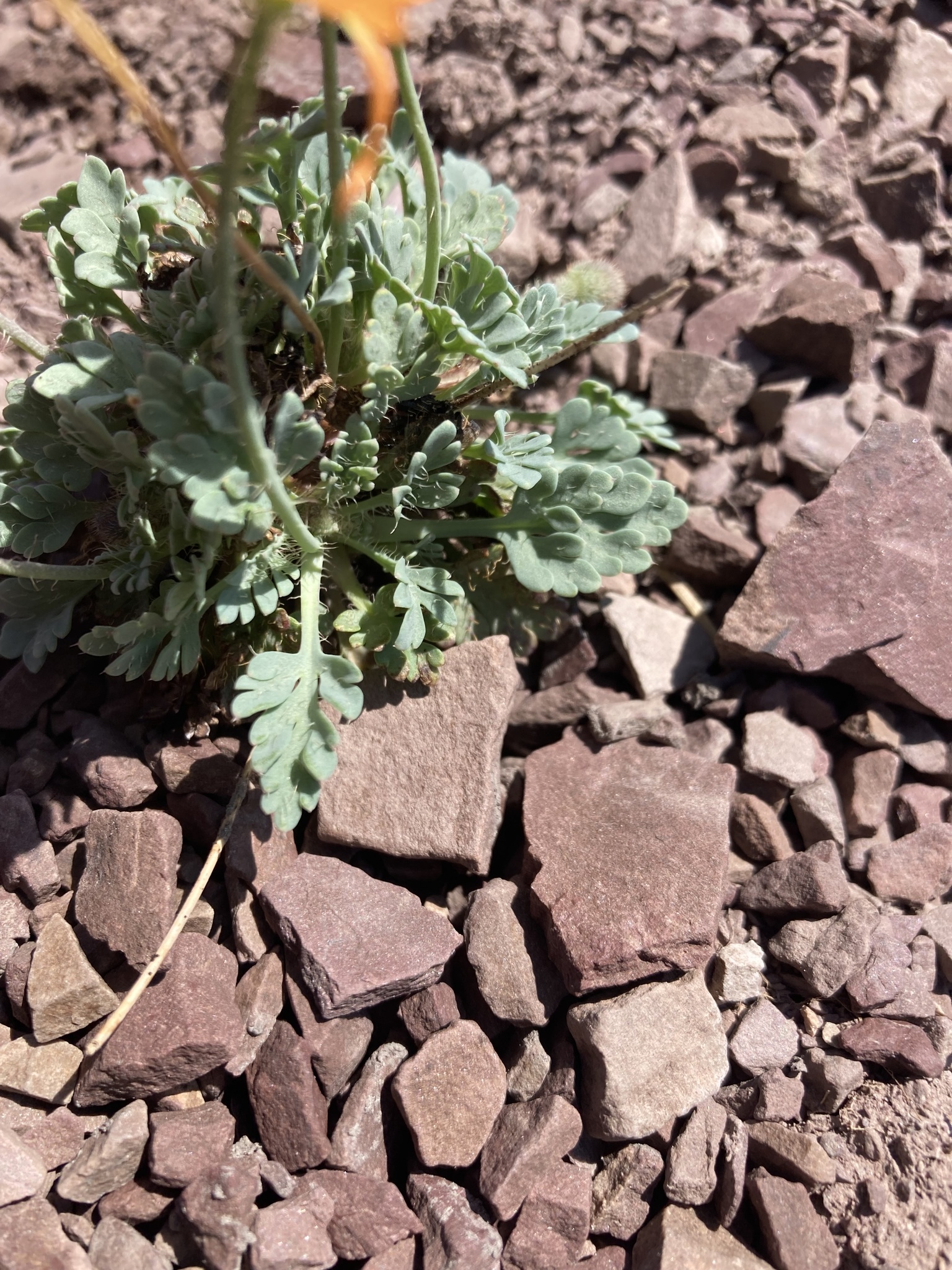 Papaver pygmaeum Rydb.