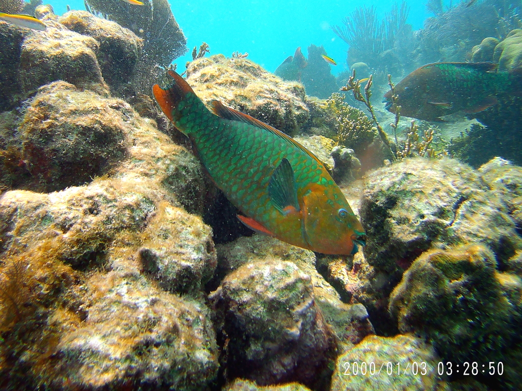Rainbow Parrotfish (Scarus guacamaia) - Marine Life Identification