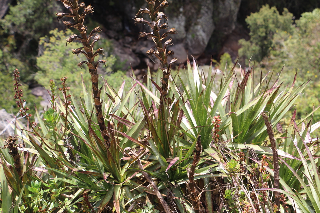 Puya nitida from Susacón, Boyacá, Colombia on July 18, 2021 at 10:39 AM ...