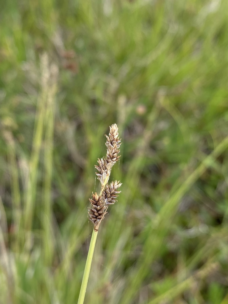 hoary sedge from Sawtooth National Forest, Clayton, ID, US on July 19 ...