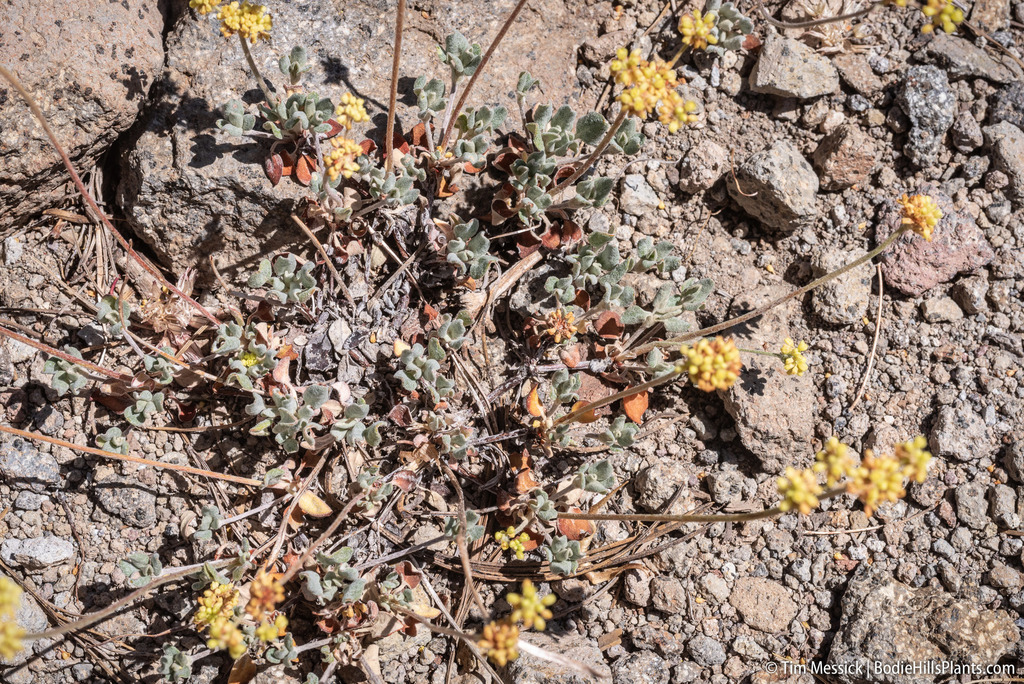 Frosted Buckwheat from Amador County, CA, USA on July 15, 2021 at 11:42 ...