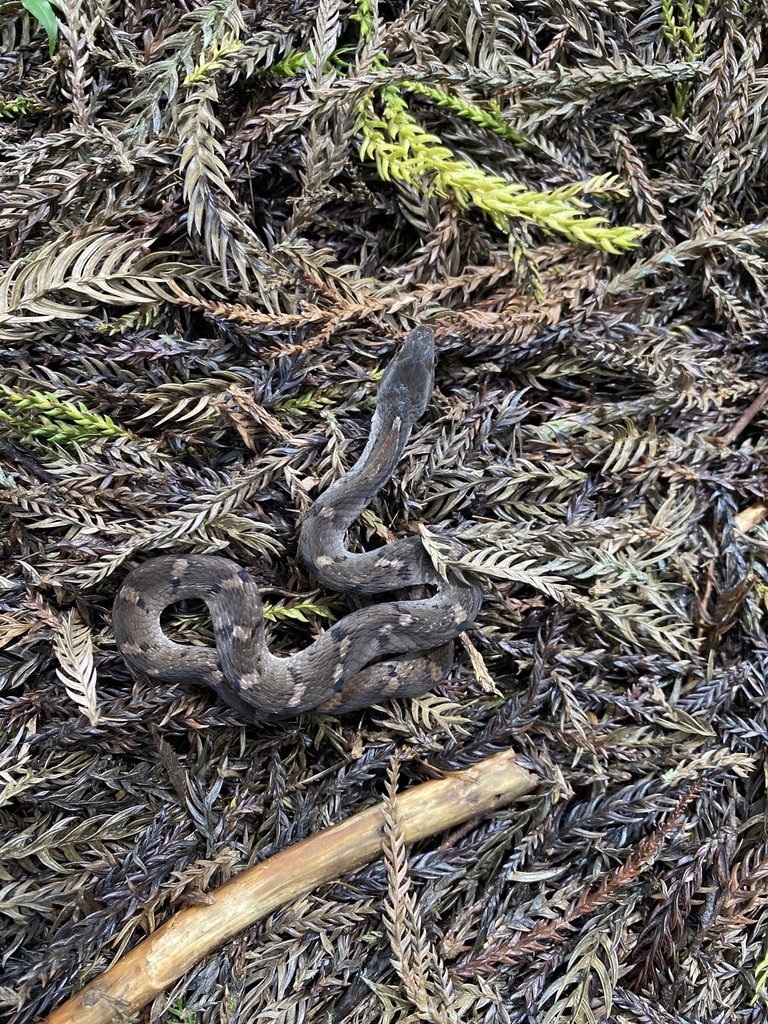 Stejneger's Bamboo Snake from 和平區, TW on July 20, 2021 at 09:49 AM by ...