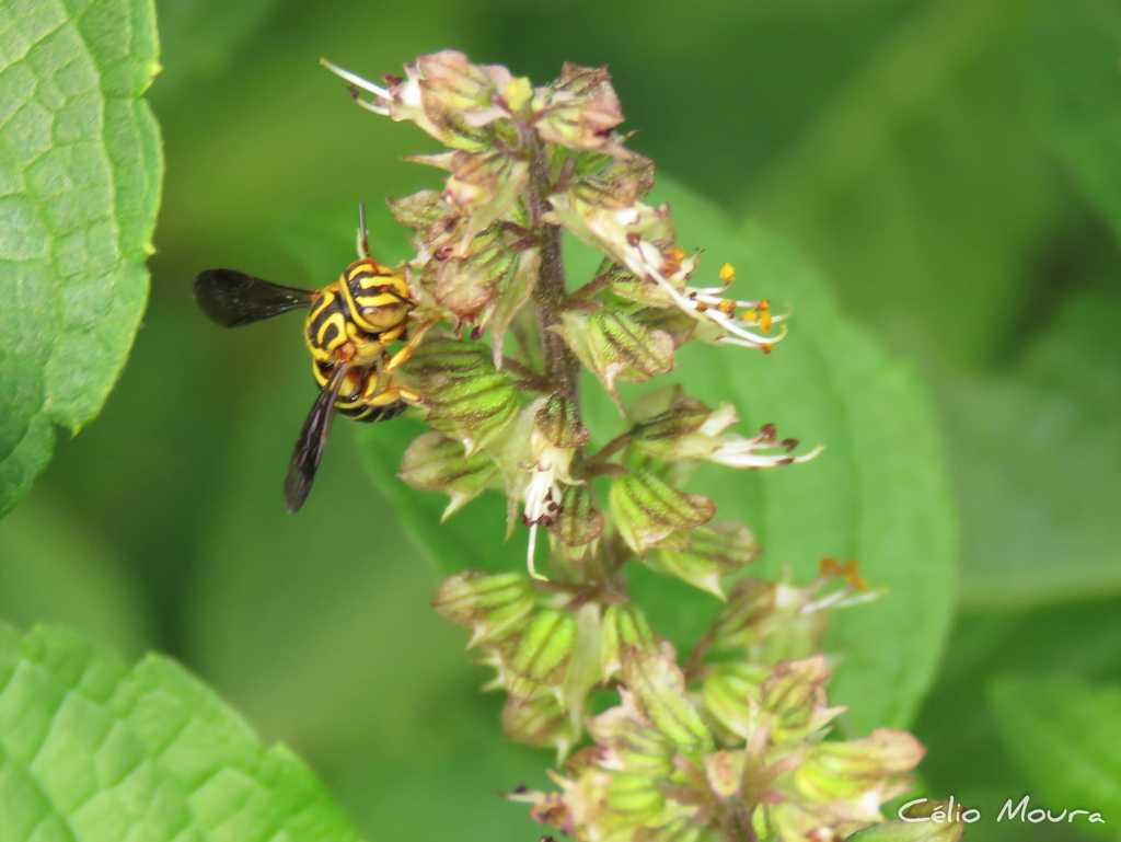 Tiger Small-Resin bee from UFC, Campus do Pici - Pici, Fortaleza - CE ...