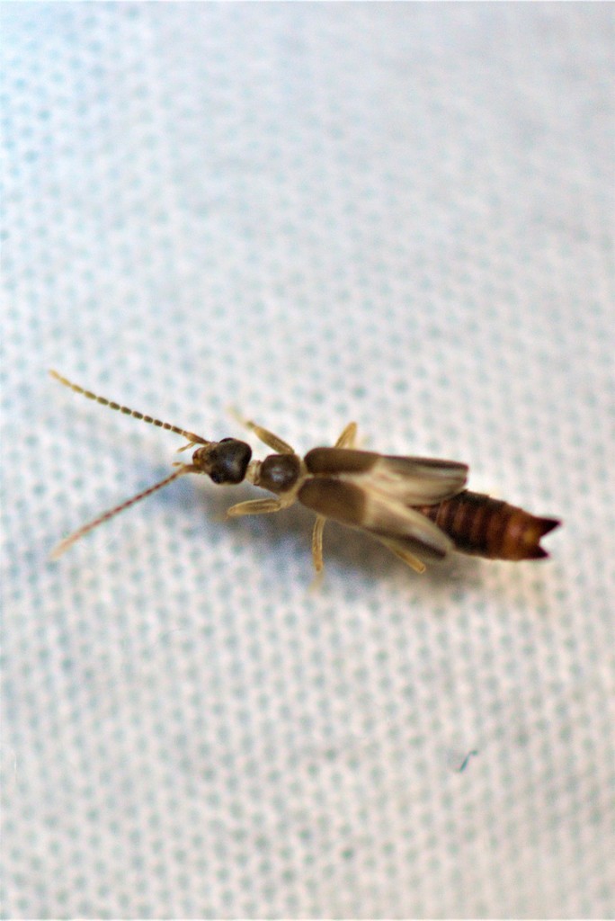 Lesser Earwig from Polk County, FL, USA on July 19, 2021 at 08:49 PM by ...