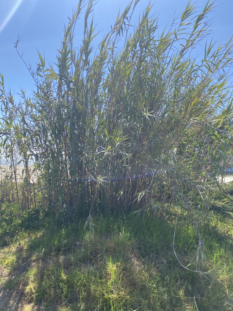 giant reed from E Cliff Dr, Santa Cruz, CA, US on July 16, 2021 at 03: ...
