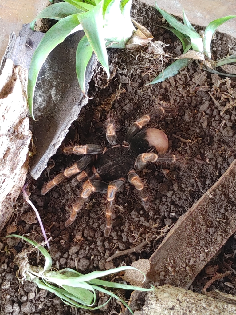 Costa Rican Redleg Tarantula from Puntarenas Province, Monteverde ...