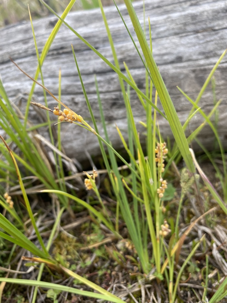 golden sedge from Sawtooth National Forest, Clayton, ID, US on July 19 ...