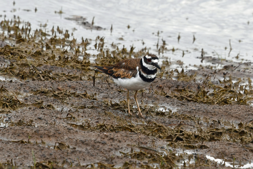 Killdeer from Grapevine, TX, USA on July 19, 2021 at 11:04 AM by Todd ...